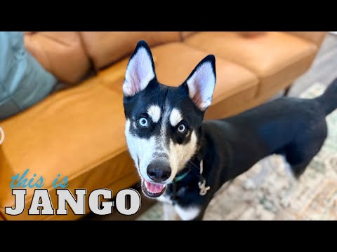Dog for adoption - Jango your toy-loving best friend, a Husky & German ...