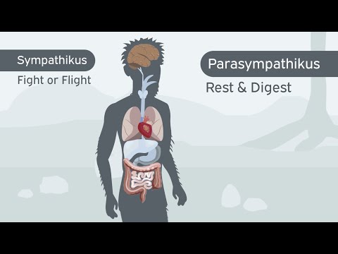 Stress? Was passiert im Körper und was kann man tun?