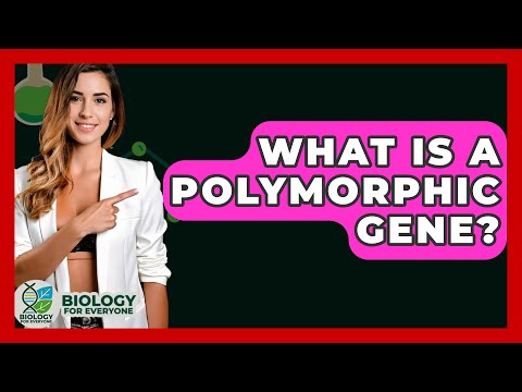 What Is A Polymorphic Gene? - Biology For Everyone