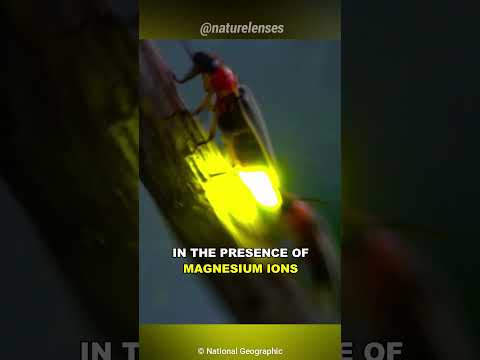 How Do Fireflies Glow Up?