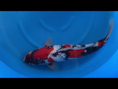 202110 SP-A504 Teradomari Yonsai Male GR Showa 60cm WYSIWYG