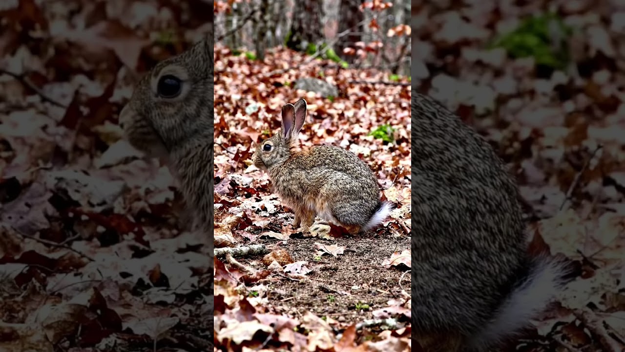The day of the rabbit