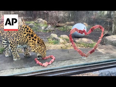 Illinois zoo animals celebrate Valentine's Day with special treats