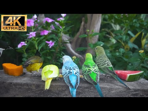 [NO ADS] Cat TV for Cats to Watch 🕊 Squirrels & Birds Squabble Over Food 😹 Videos for Cats ~ 4K HDR