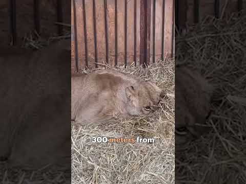 An exciting update for lioness Yuna