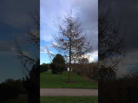 Japanese Larch (Larix kaempferi) - tree - February 2018