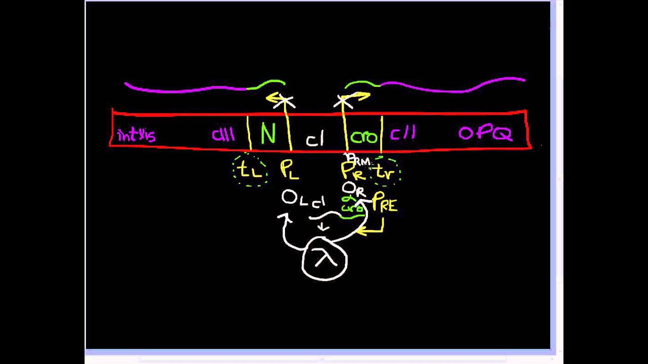 Lambda Phage part 2: Lytic vs. Lysogenic 