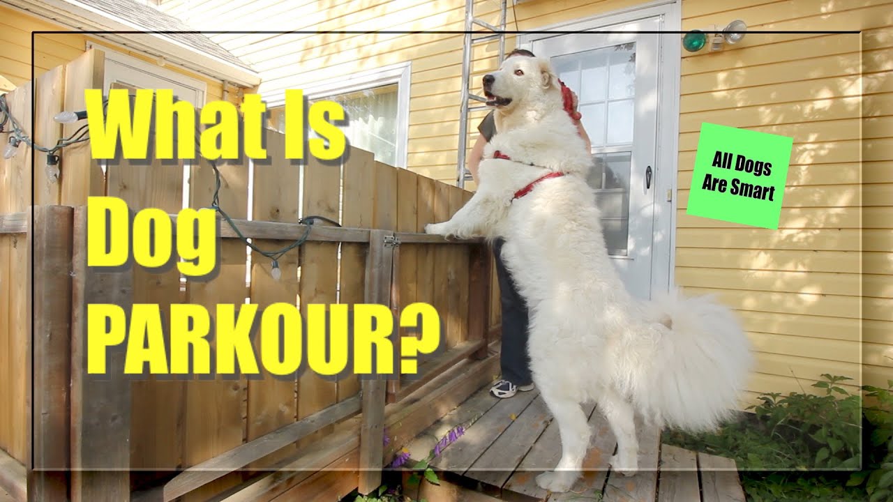 What Is Dog Parkour?