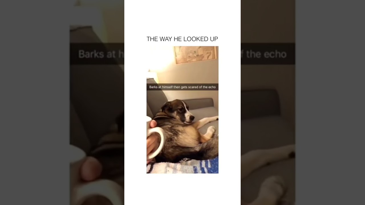 Cute Dog gets Scared of his Own Bark😂😱 #shorts