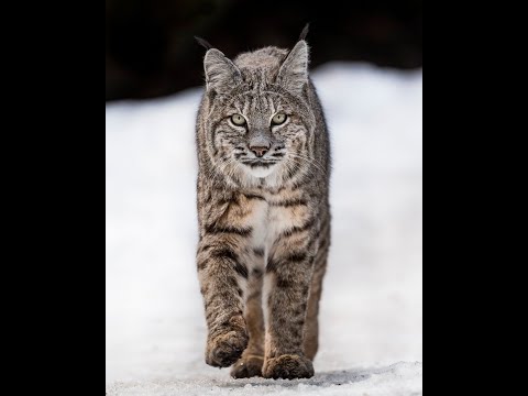 Amazing Wildlife Photography in Remote California Canyon