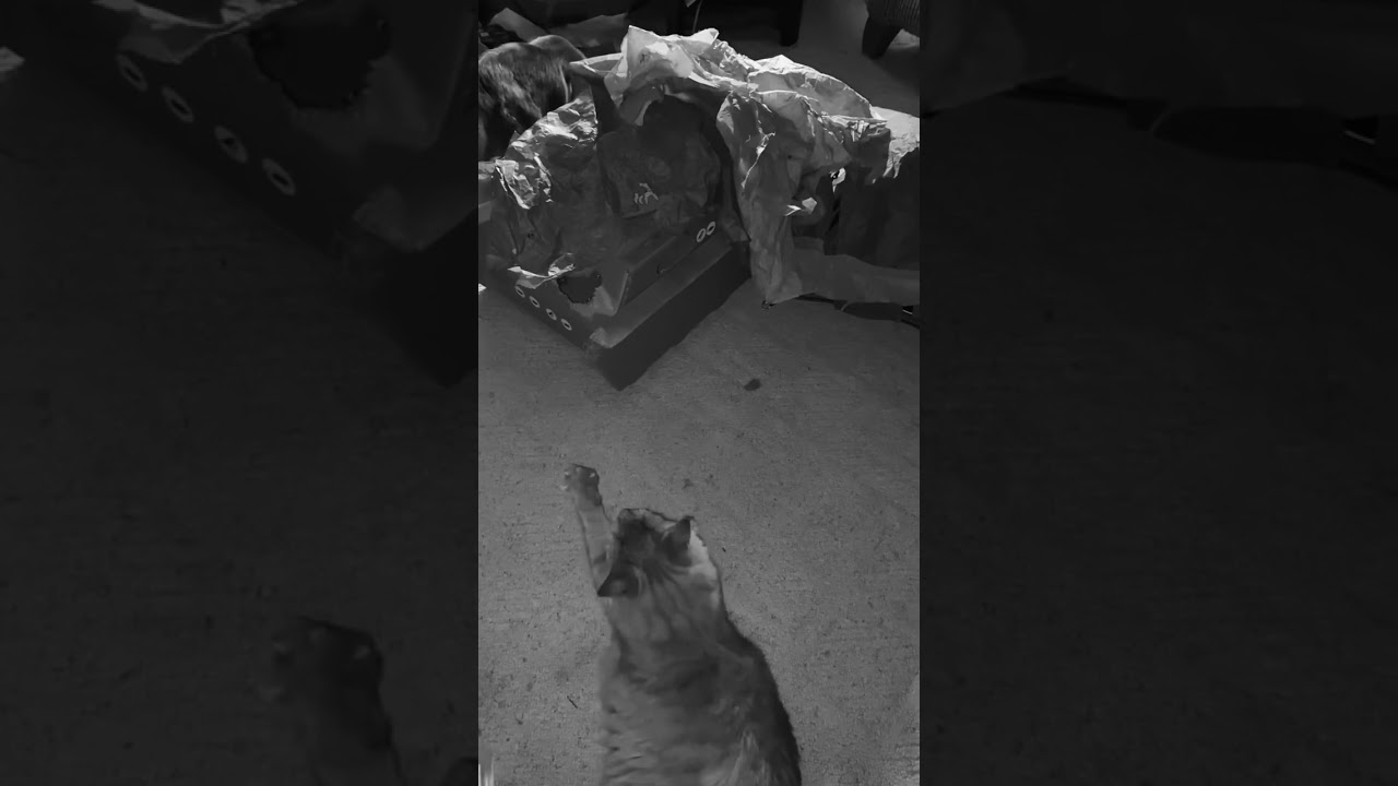 More US Army Cat Corps training.  Smokey cammos the King Tabby tank. SGT Leo supervises and inspects