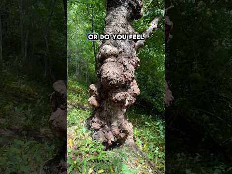 Warts ‘n all! #weird #nature #wales #trees #old #interesting #trypophobia #creepy #strange #unusual