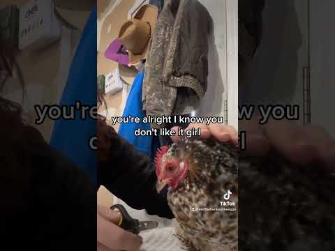 Chicken Care: Trim Overgrown Beak pt 2 #backyardchickens #hen #shorts
