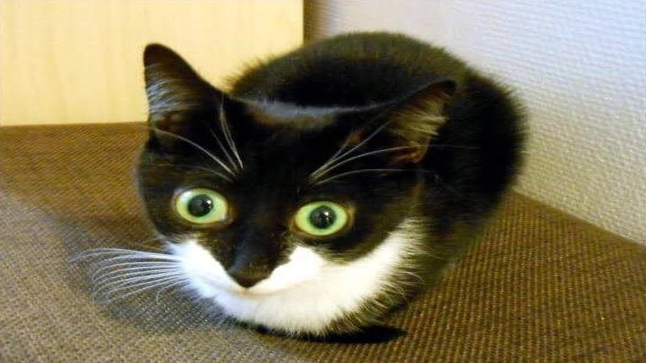 Cat exe has crashed