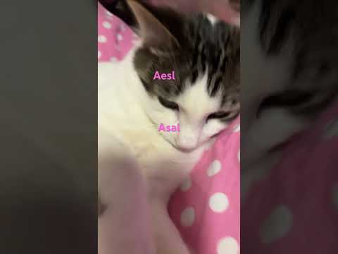 Asel is my name