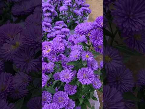 Beautiful Aster flowers.๐