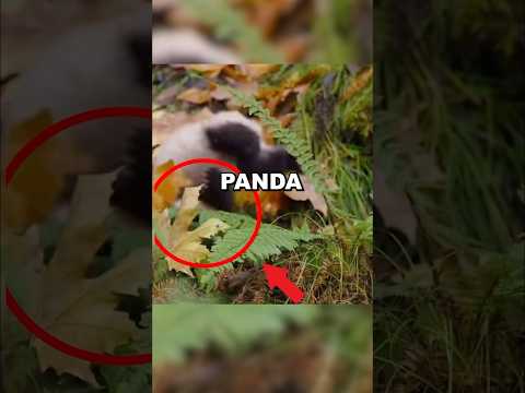 FALLING BABY PANDA! ๐ผ #cute #animals #panda