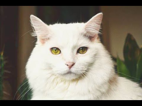 Steam Community :: Video :: gato