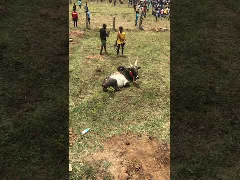 #jallikattu #trending #manjuvirattu #jallikattu_2023 #jallikattukalai #jallikattutraining