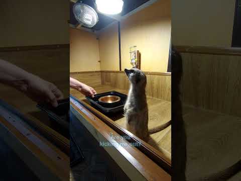 πΎ Meerkat Kapi Canβt Believe His Eyes: "Hey! Where Are You Taking My Stuff?" π #meerkat #pet #kapi