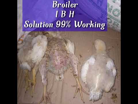 Broiler | IBH PROBLEM | 99% Working | New medicine | Poultry Farm | Summer Management | 2021