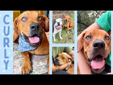 Dog for adoption - Curly the Rolly Polly Sausage, a Labrador Retriever ...