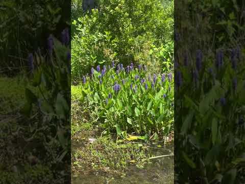 Stunning pickerelweed cluster