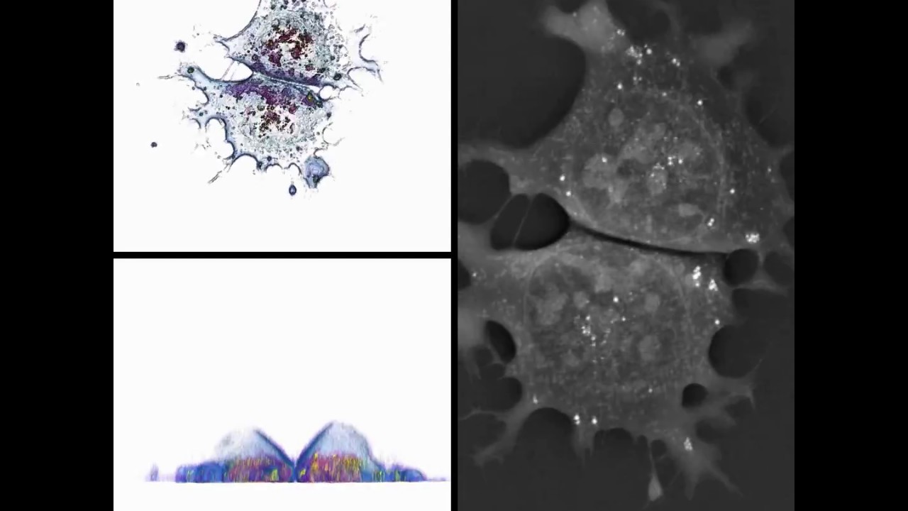 STEM CELLS: Long Term Live Imaging of Mouse Embryonic Stem Cells for 15 hours - 3D view