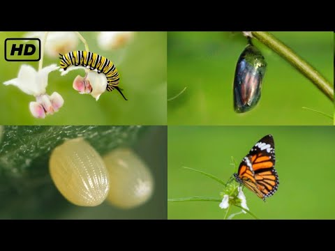 Life cycle of a butterfly 4k HD || From eggs to full grown butterflies || Hugs of life ||