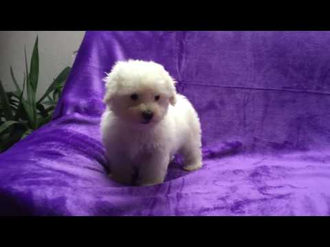 Bolognese puppy for sale