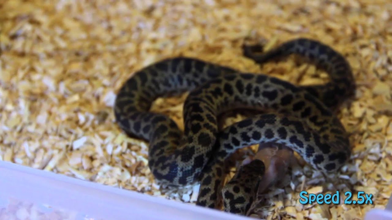Spotted Python Eats Mouse