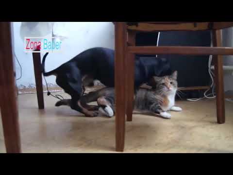 Bokep vs hewan | Видео