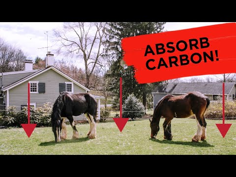 What is a Carbon Sink? Absorbing it on the Homestead