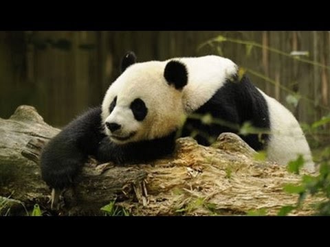 Panda Cub Born at National Zoo