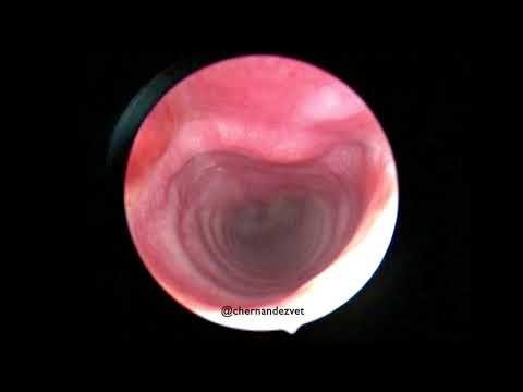 Incomplete tracheal intussusception in a dog