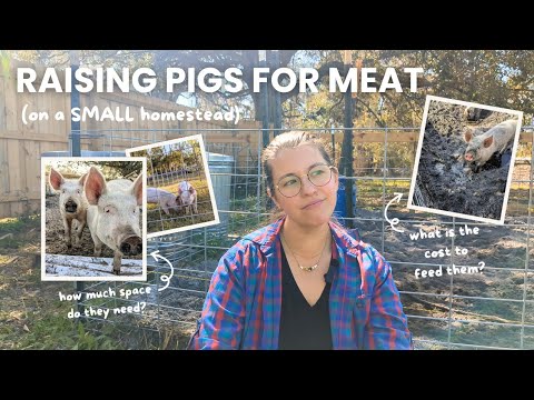 Can You Raise Pigs on a Small Homestead? | Cost to Raise 2 Pigs