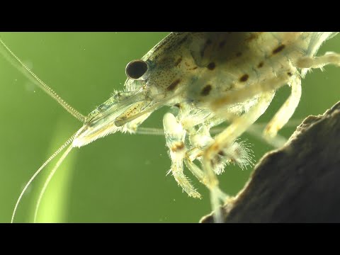 The Anatomy Of A Freshwater Shrimp (Amano Shrimp / Cherry Shrimp)