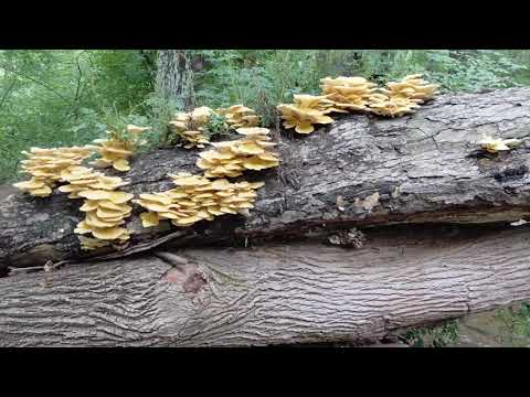 The Artistic Beauty of Golden Oyster Mushrooms on stream logs