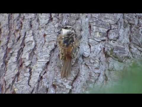 Brown Creeper
