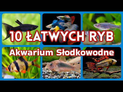 10 Łatwych Ryb do Akwarium Słodkowodnego | Z Tymi Rybami na pewno Sobie Poradzisz