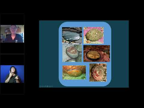 NOAA Live! Webinar 58 - Abalone: Gardeners of the Kelp Forest