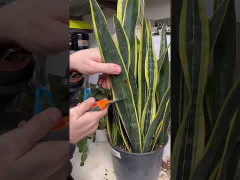 #snakeplants #plants #plant