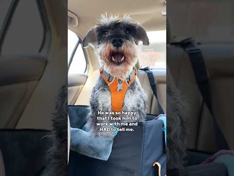 Talking Schnauzer tells owner how happy he is #minischnauzer