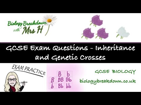 GCSE Exam Questions - Inheritance and Genetic Crosses