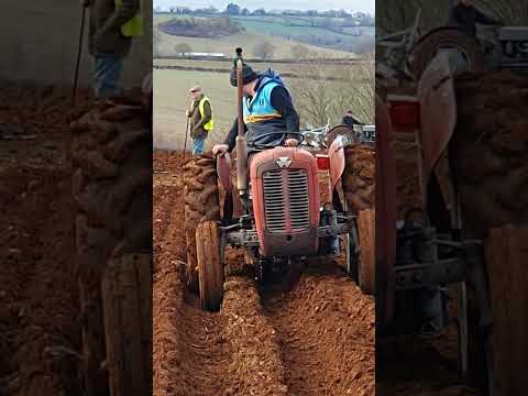 Massey Ferguson 35 at BDVPS Ploughing Match Broughton Sunday 4th February 2024