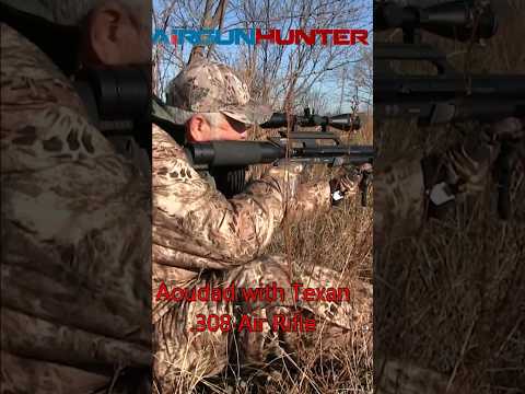Texan BigBore Airgun takes an Aoudad