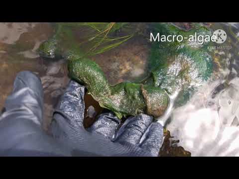 Water Quality Indicators - Chemical Sampling