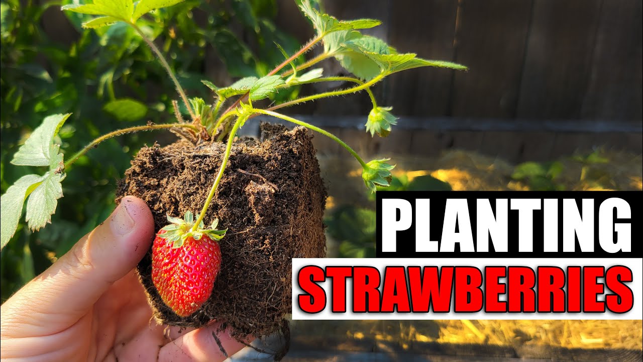 Planting Strawberries - The Definitive Guide