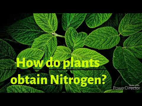 How do plants obtain Nitrogen?
