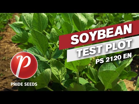 PRIDE Seeds PS2120 EN in Early July
